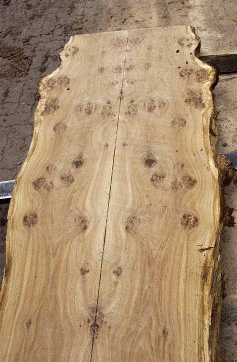 Scottish Pippy Oak Talarico Hardwoods