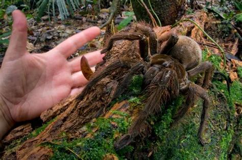 Tarantula Spider Fangs