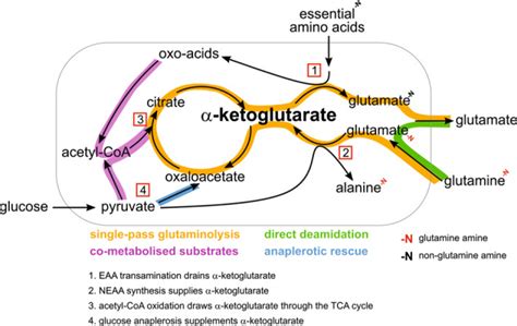 Glutamine Addiction Promotes Glucose Oxidation In Triple Negative