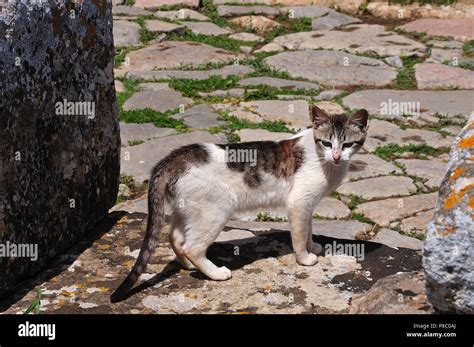 White Cat With Tabby Spots Standing On Stone Floor Grown With Lichens