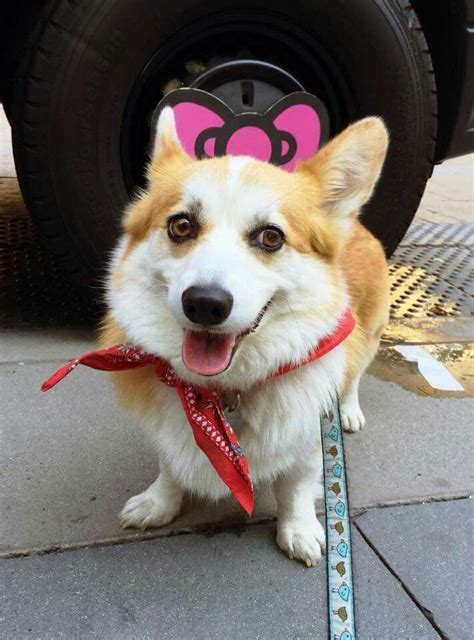 Hello Kitty Corgi Yuki ♡ Corgi Kitty Hello Kitty