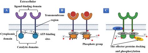 A Inactive Tyrosine Kinase Receptor B Activation Of Receptors