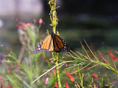 Butterflies Build Static Electricity To Attract Pollen Without Touching It