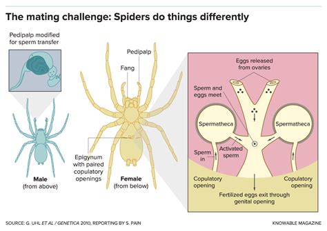 Female Spider Reproductive Organs Male Widow Spiders Prefer Younger