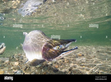 Male Salmon Humpy Displaying Spawning Colors In The Squamish River