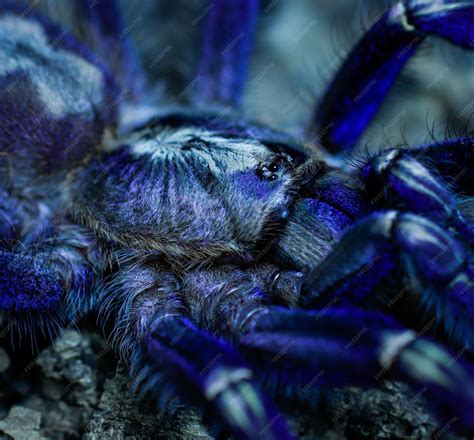 Tarantula Spider Face