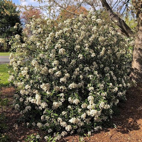 Viburnum Rhytidophyllum ~ Leatherleaf Viburnum Servescape