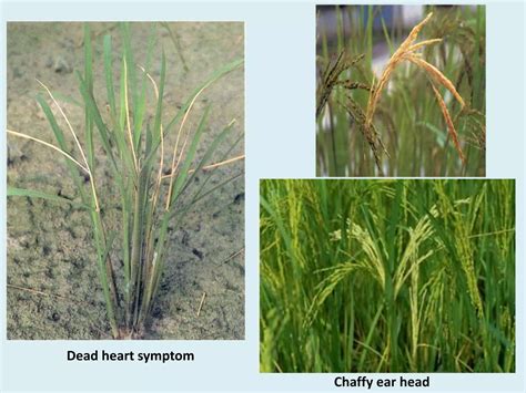Pests Of Paddy 1 Pptx