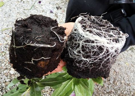 Ecomicrobials The Source Of Probiotics