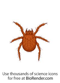 Free Chigger Mite Larva Leptotrombidium Icons Symbols And Images