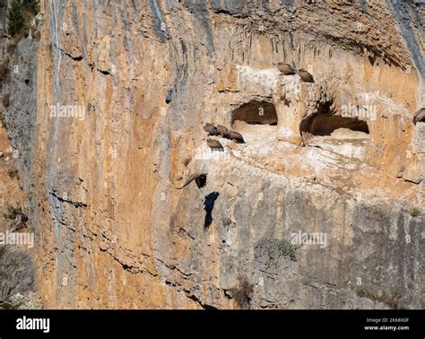 Rocky Outcrops And Caves That Are Home To Spanish Griffon Vultures