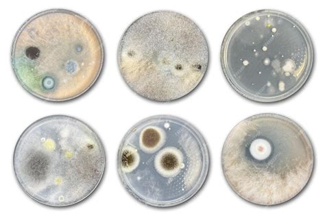 Premium Photo Bacteria On Agar Plate Isolated From Air