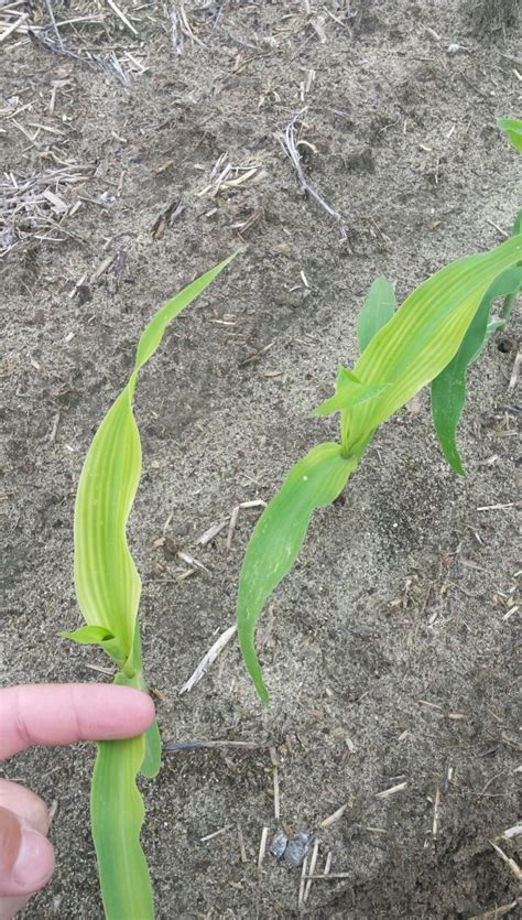 Yellow Corn Virginia Ag Pest And Crop Advisory
