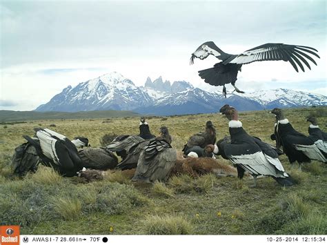 Largest Living Bird Andean Condor Myrokan
