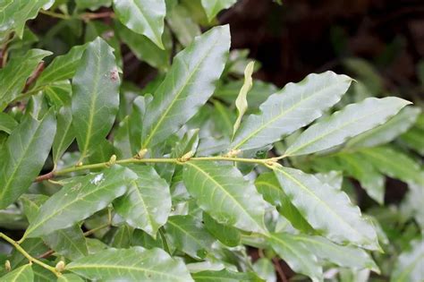 Cherry Laurel Varieties 30 Ideal Varieties For Hedges And As A