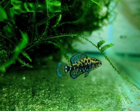 Forest Through The Trees — One Of My Okefenokee Pygmy Sunfish Males Has