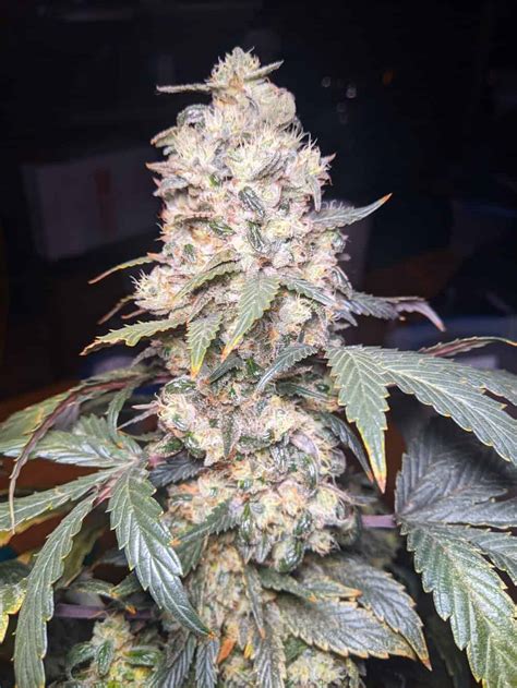 Twenty20 Mendocino Muchacha Formerly Glue Sniffer Strain Auto Fem