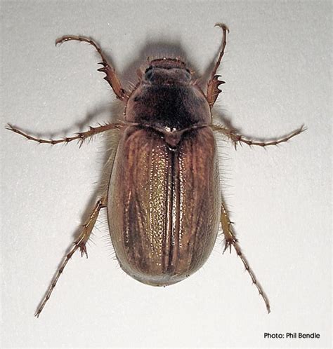 Grass Grub Manaaki Whenua