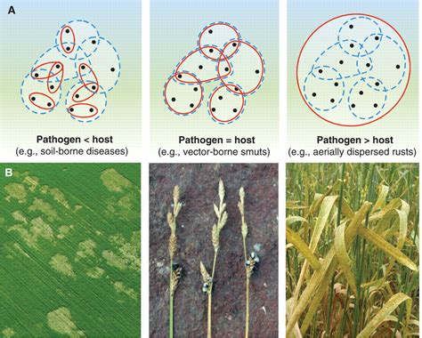 Coevolution Examples