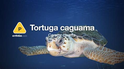 Tortuga Caguama Especie En Peligro De Extinción
