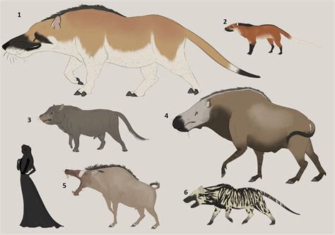 Ungulate Herbivores Odd Toed Ungulates Perissodactyla Dimensions