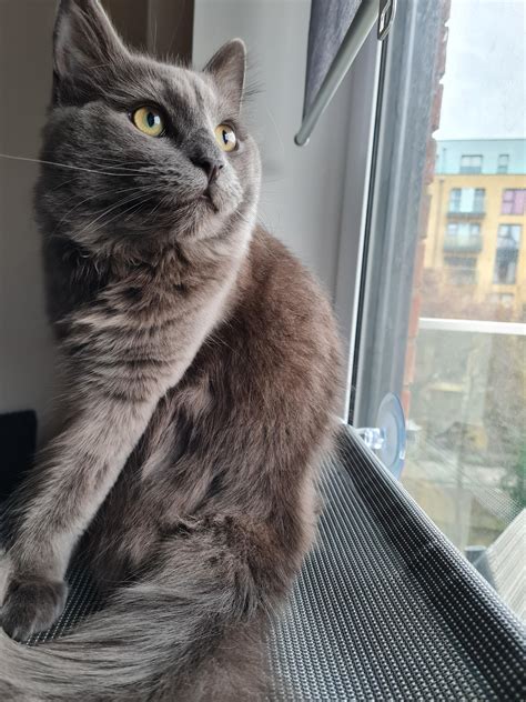 This Little Guy Scrolller
