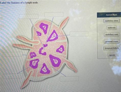 Solved Label The Features Of A Lymph Node Answer Bank