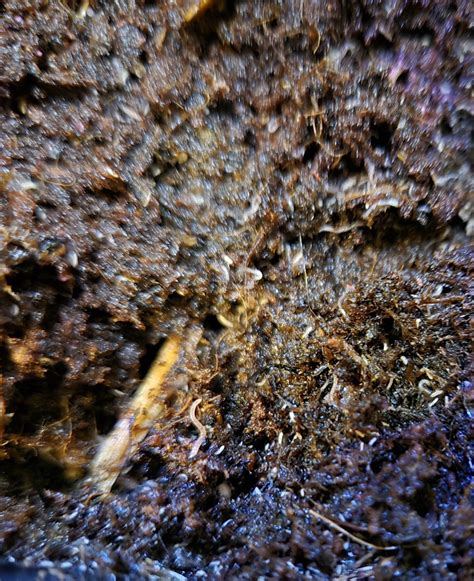 Help Identify Worms And What If Anything Needs To Be Done Rterrariums