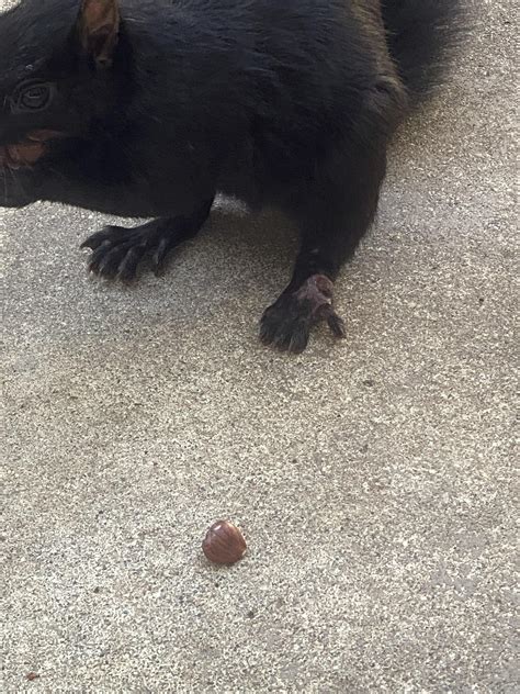 Worried About Squirrel Pox Rsquirrels