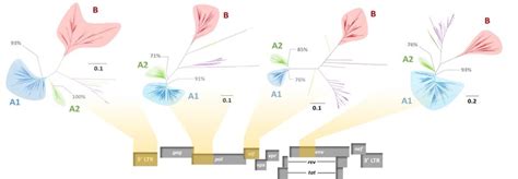 Unrooted Phylogenetic Trees Obtained By Approximate Maximum Likelihood