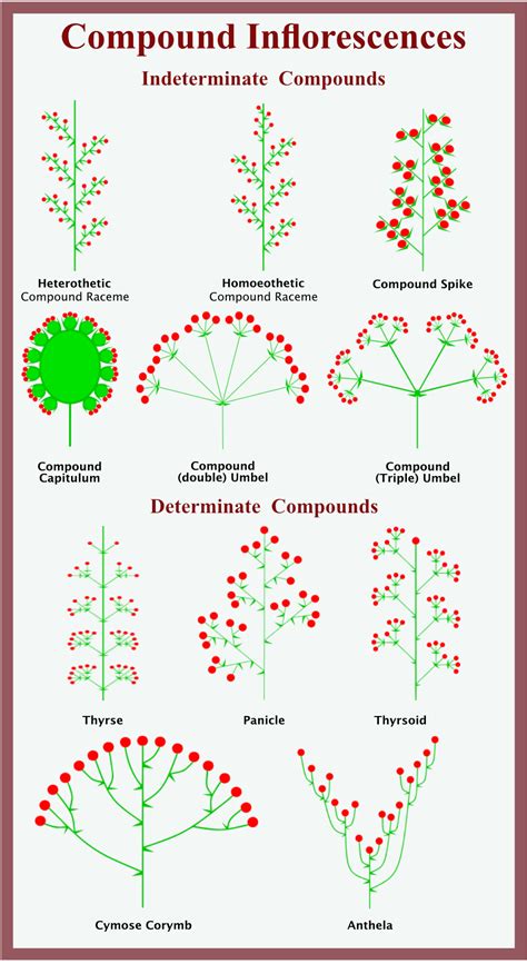 Botany Five Inflorescences Crosby Holme Grown