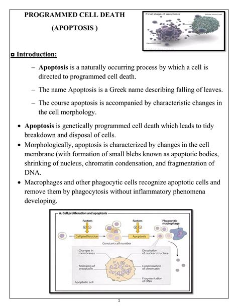 Programmed Cell Death Apoptosis Pdf