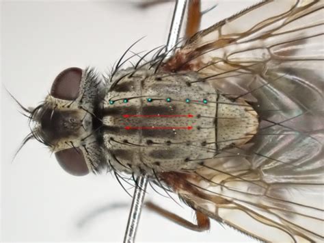 Phaonia Signata Naturespot