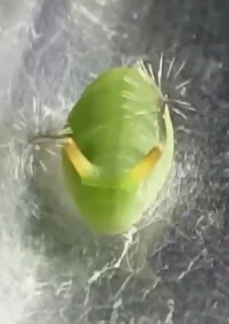 Angled Sunbeam Butterfly Caterpillar