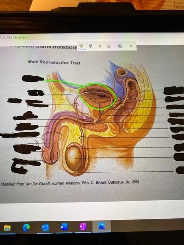 Reproductive System Flashcards Quizlet