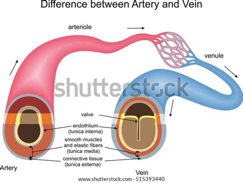 Difference Between Artery Vein Stock Vector Royalty Free 515393440