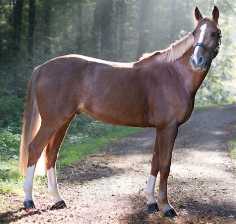 Horse A To Z Animals List
