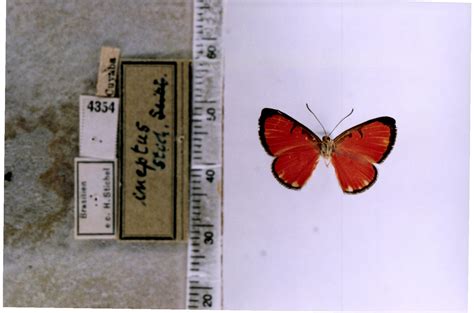 Mesene Phareus Type Specimens