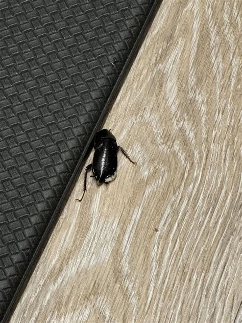 Oriental Roach Rwhatisthisbug