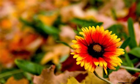 10 Best Desktop Backgrounds Fall Flowers You Can Download It Free Of