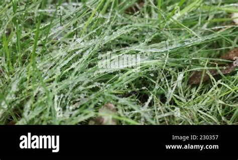 Tiny Hailstones Are Falling On Blades Of Grass During A Spring
