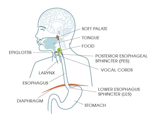 Lump In The Throat When Swallowing Treatment And Causes