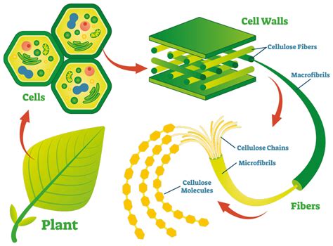 Cellulose Examples
