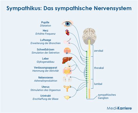 Sympathikus Und Parasympathikus Ins Gleichgewicht Bringen