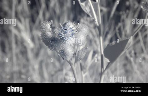 Jimson Weed Stock Videos And Footage Hd And 4k Video Clips Alamy