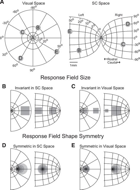 Figure 1 From Spatial Relationships Of Visuomotor Transformations In