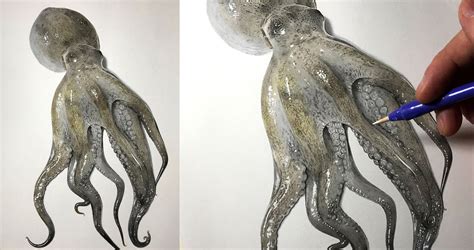 How To Draw Realistic Octopus