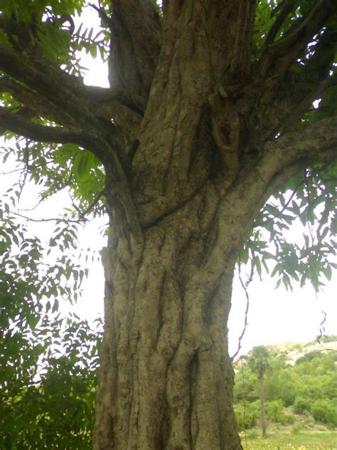 Manilkara Hexandra Alchetron The Free Social Encyclopedia