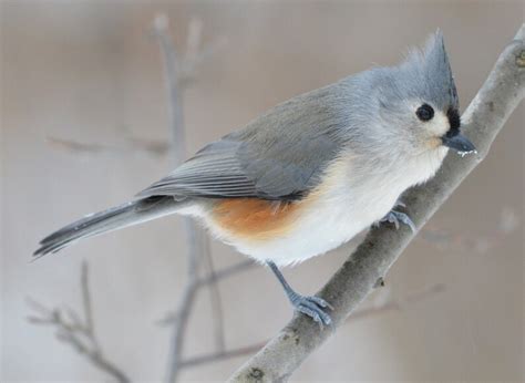 Tufted Titmouse Bird Glossy Poster Picture Photo Print Banner Paridae Cute Etsy