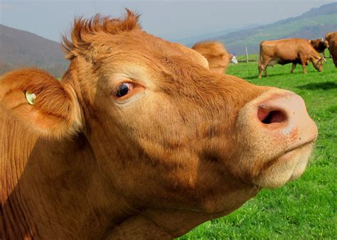Free Images Nature Grass Outdoor Farm Meadow Countryside Country Cow Farming Pasture
